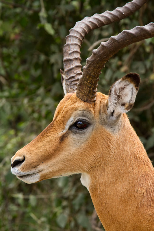 Impala Nakuru national park Kenya